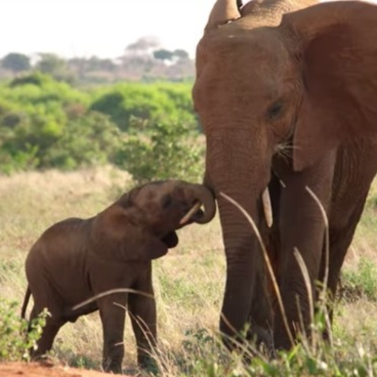 Apple TV+ aura aussi des documentaires animaliers avec "The Elephant ...